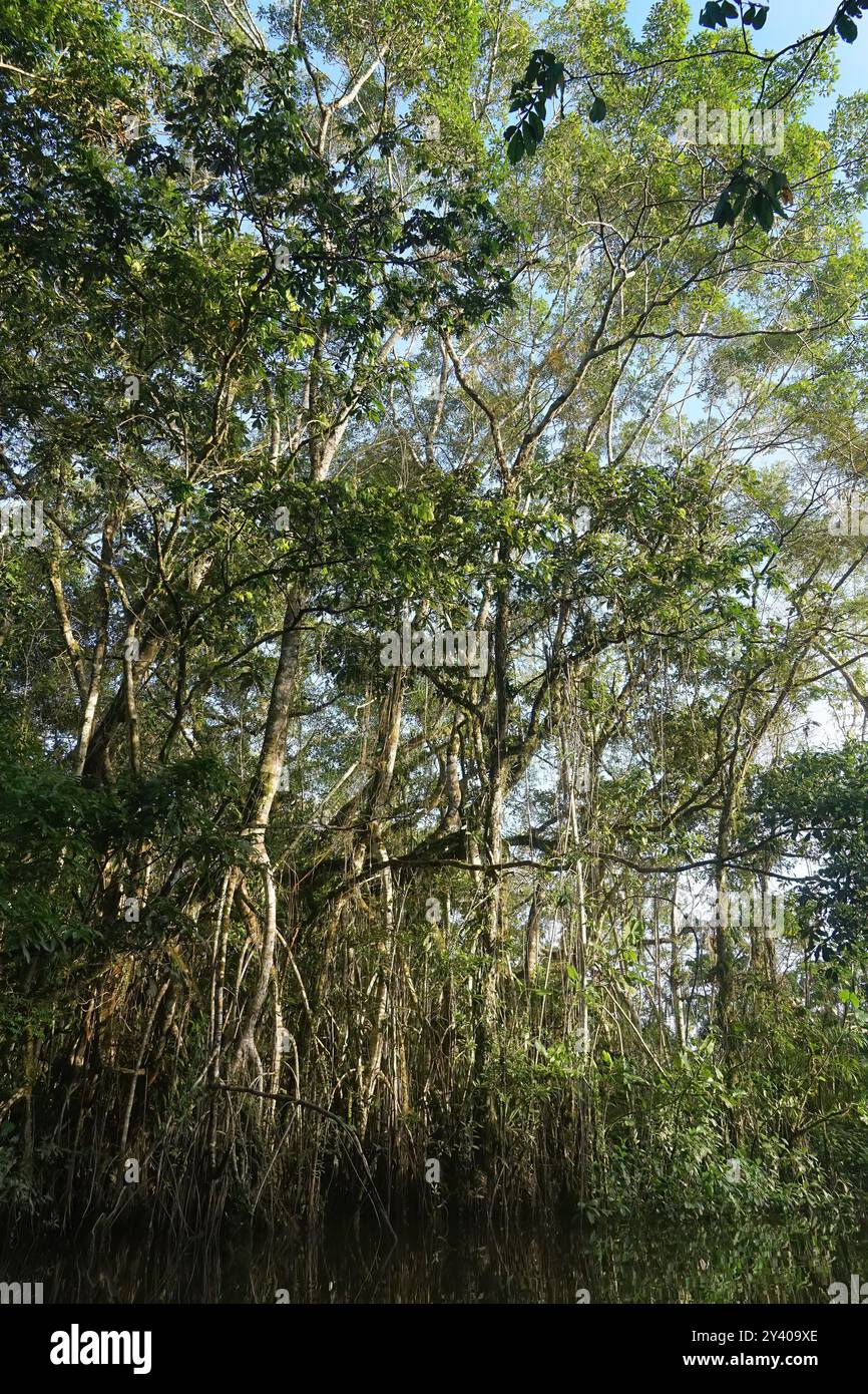 Amazon rainforest, Yasuní National Park, Ecuador, South America Stock ...