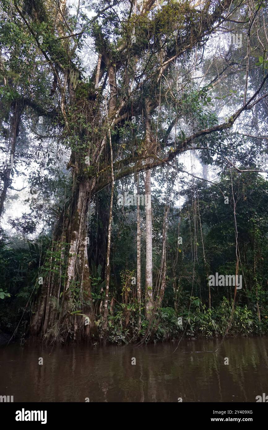 Amazon rainforest, Yasuní National Park, Ecuador, South America Stock ...