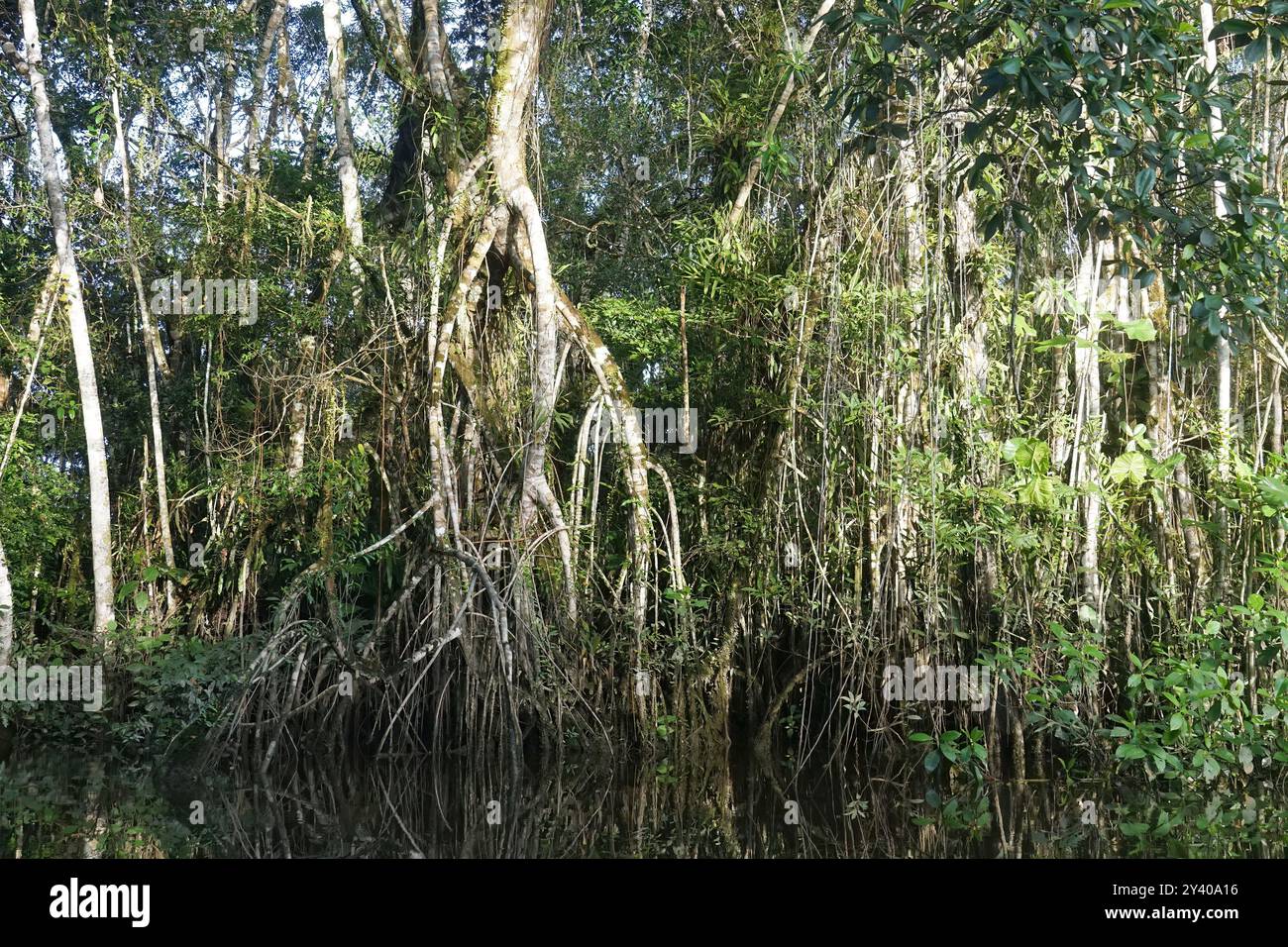 Amazon rainforest, Yasuní National Park, Ecuador, South America Stock ...