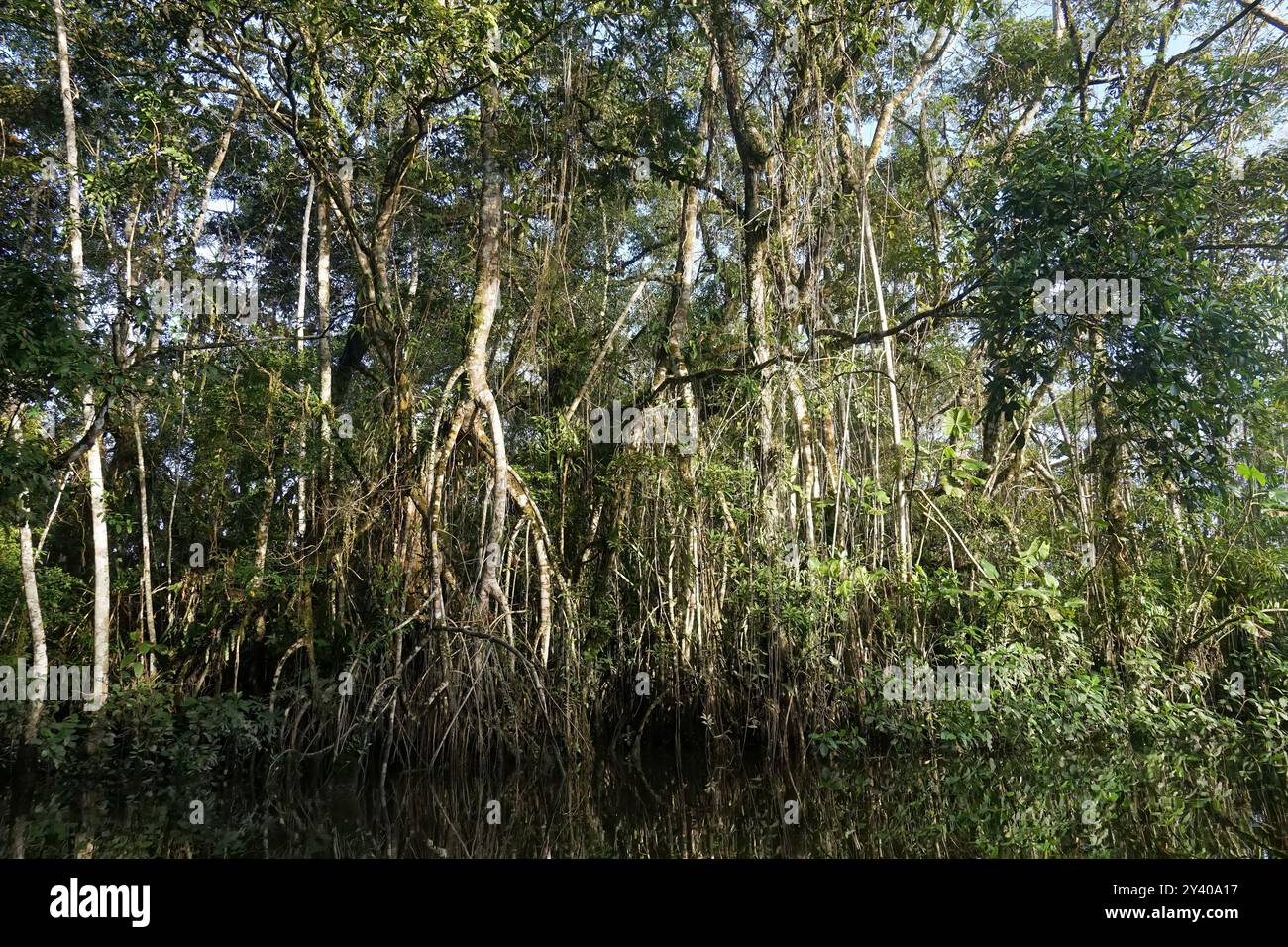 Amazon rainforest, Yasuní National Park, Ecuador, South America Stock ...