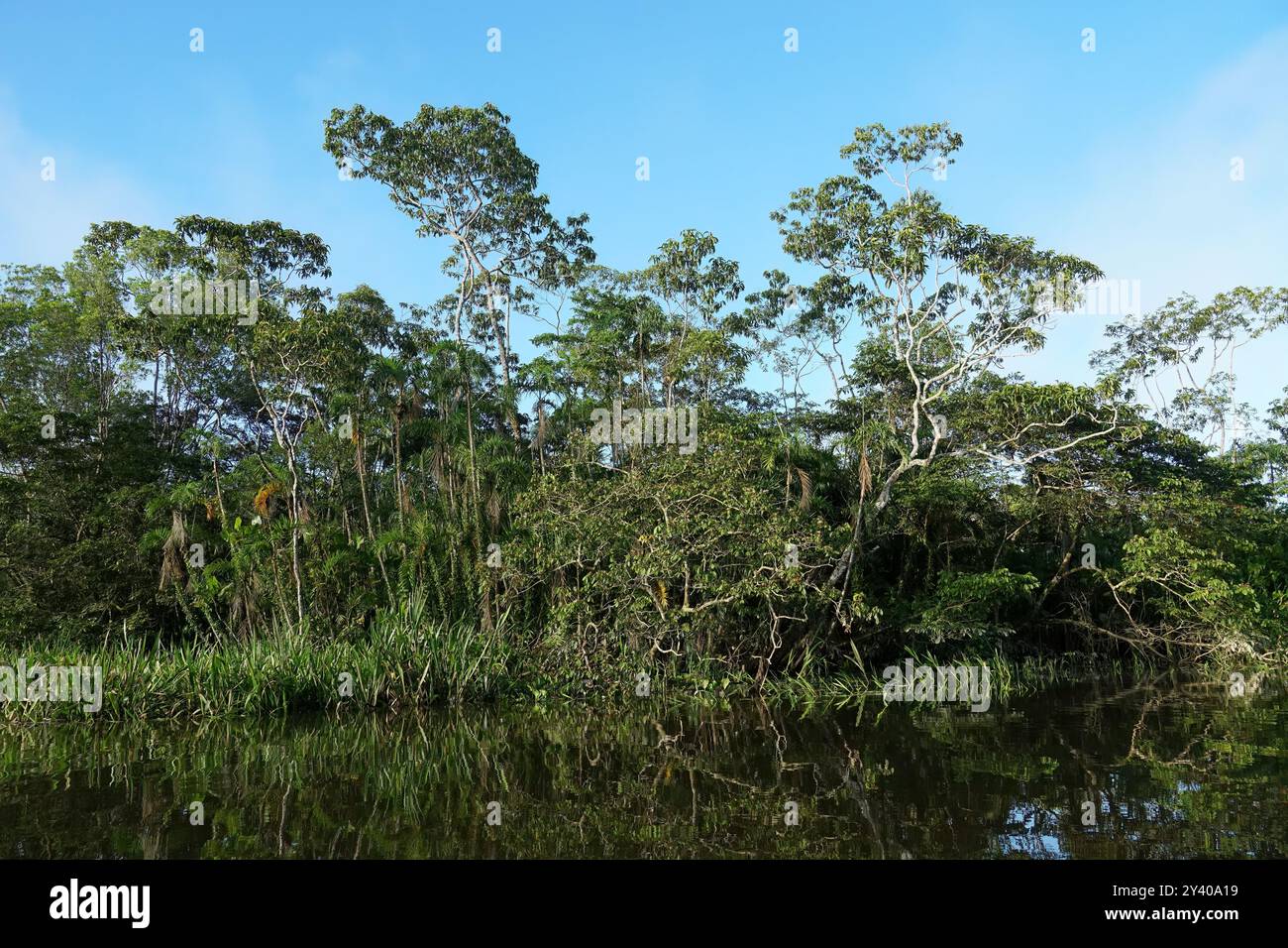 Amazon rainforest, Yasuní National Park, Ecuador, South America Stock ...