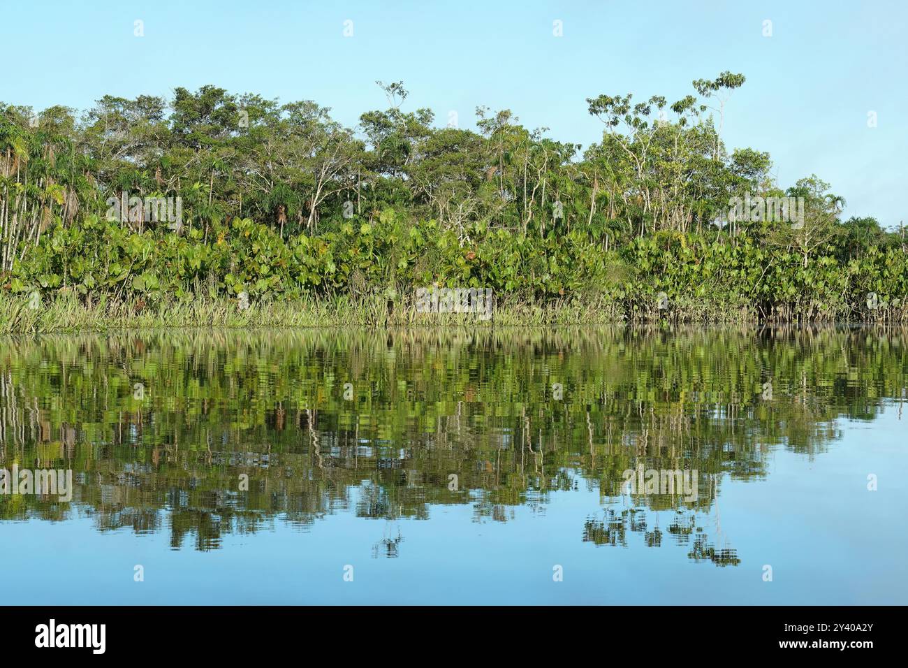 Amazon rainforest, Yasuní National Park, Ecuador, South America Stock ...