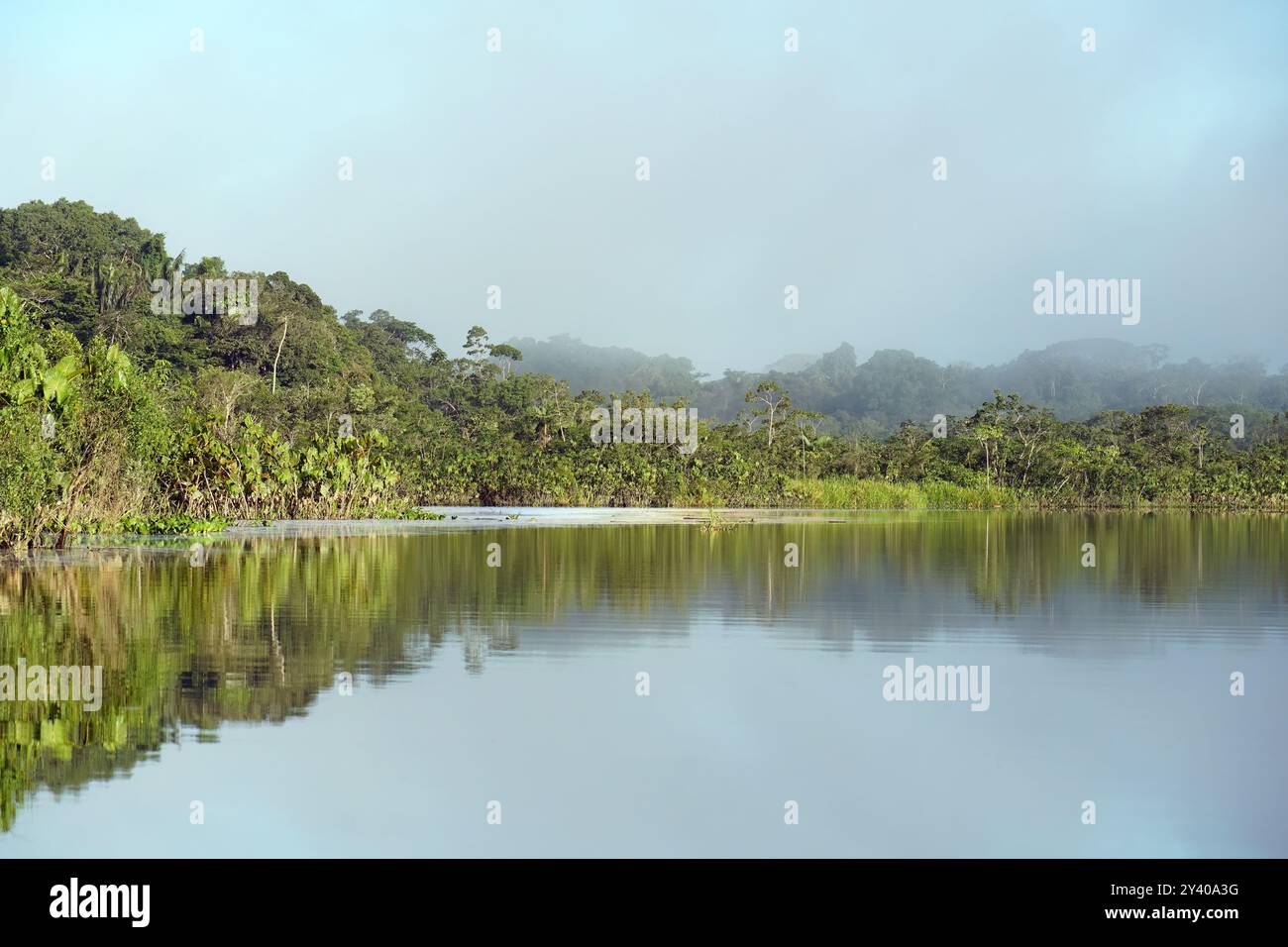 Amazon rainforest, Yasuní National Park, Ecuador, South America Stock ...