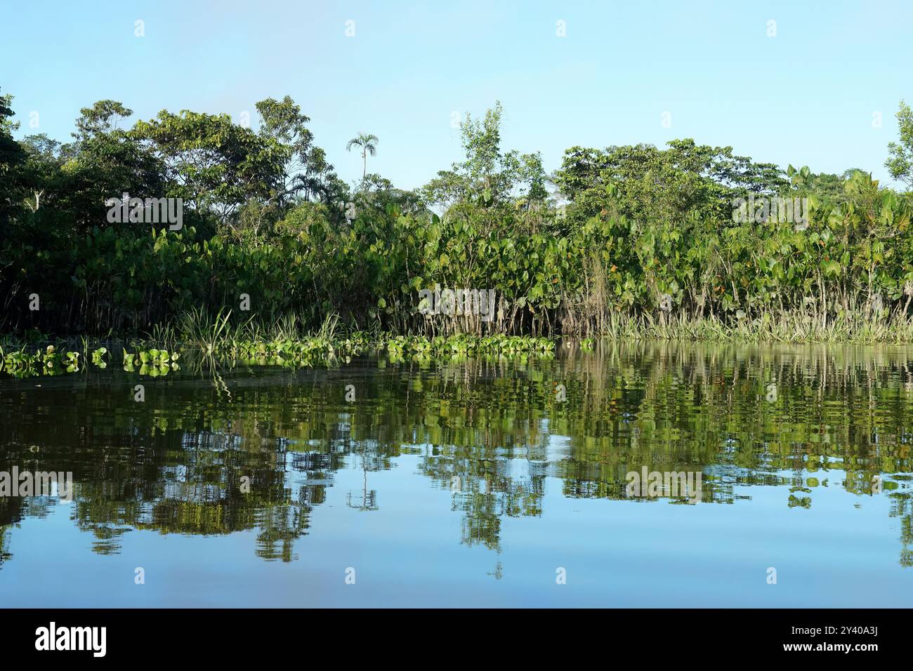 Amazon rainforest, Yasuní National Park, Ecuador, South America Stock ...