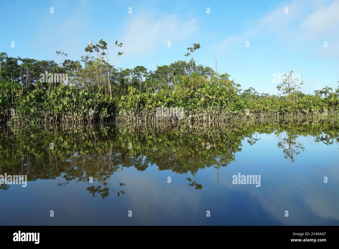 Amazon rainforest, Yasuní National Park, Ecuador, South America Stock ...