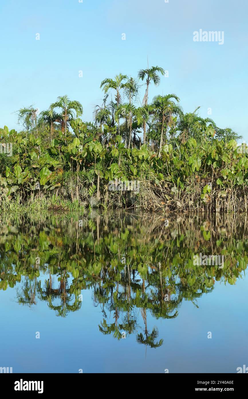 Amazon rainforest, Yasuní National Park, Ecuador, South America Stock ...