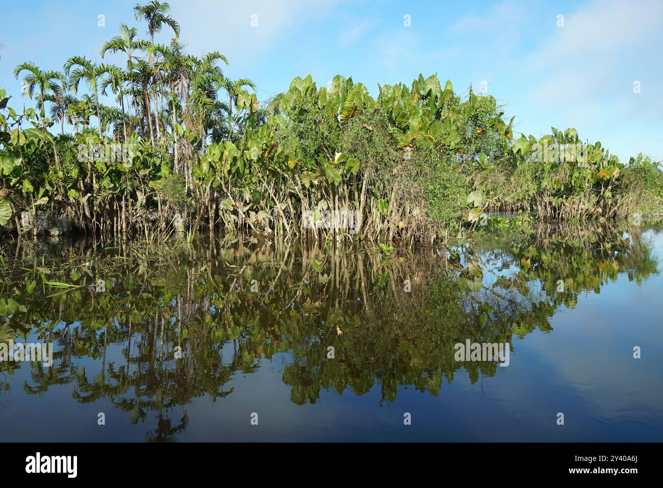 Amazon rainforest, Yasuní National Park, Ecuador, South America Stock ...