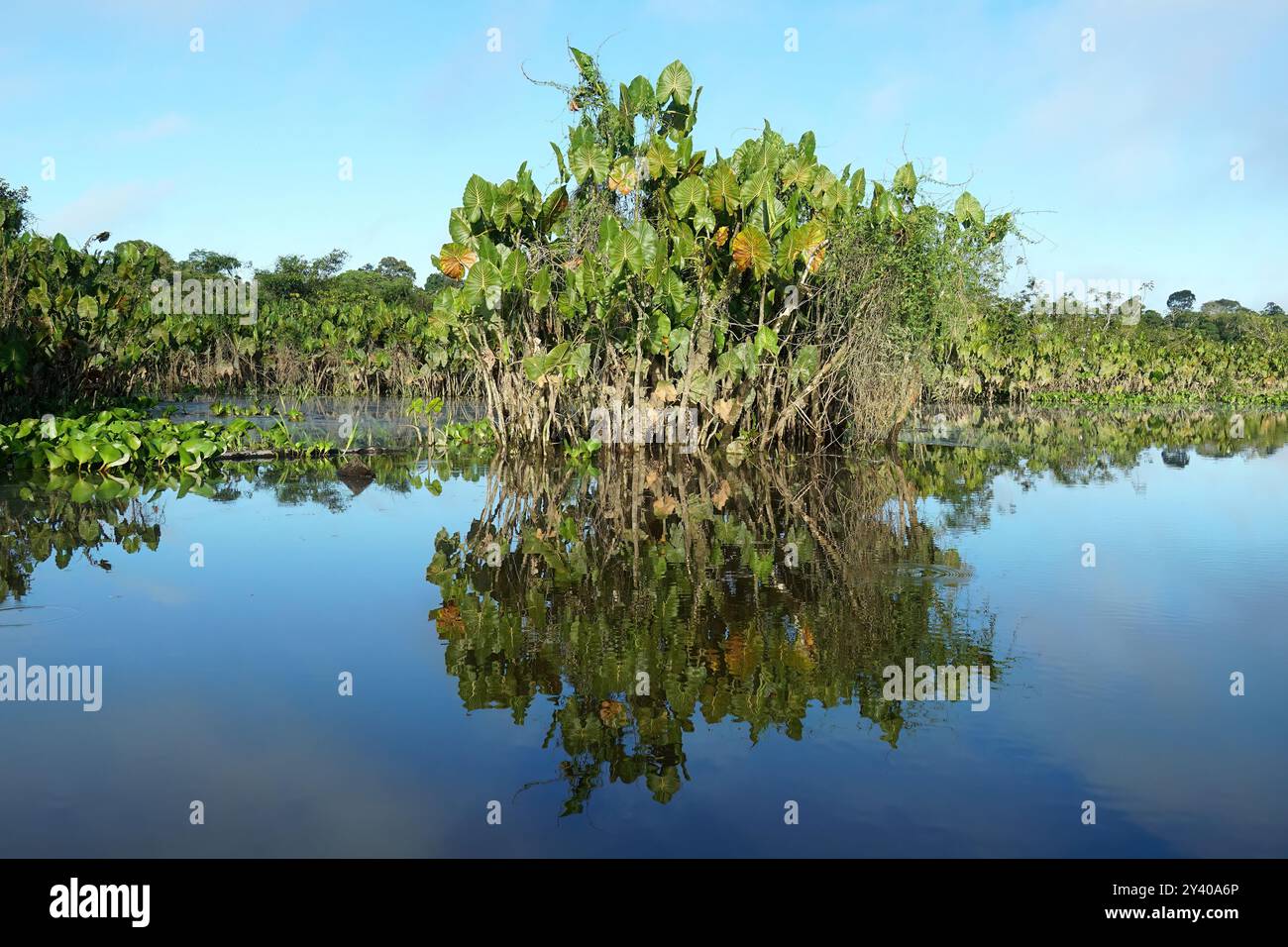 Amazon rainforest, Yasuní National Park, Ecuador, South America Stock ...