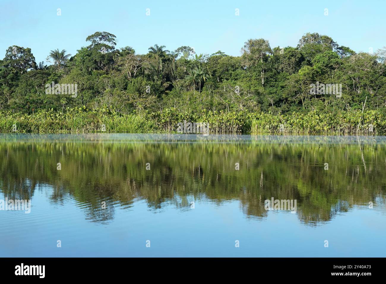 Amazon rainforest, Yasuní National Park, Ecuador, South America Stock ...