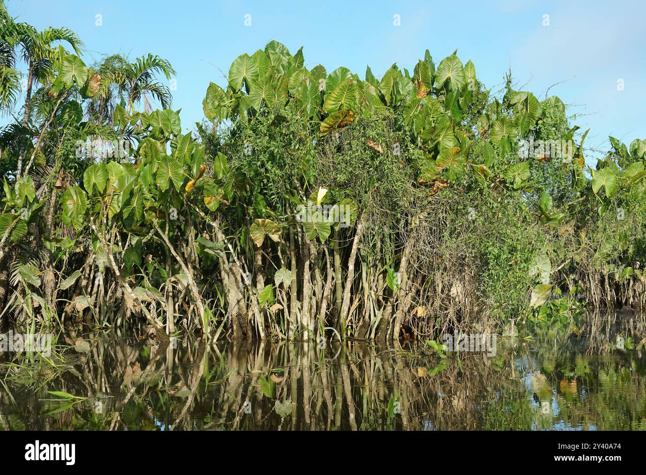 Amazon rainforest, Yasuní National Park, Ecuador, South America Stock ...