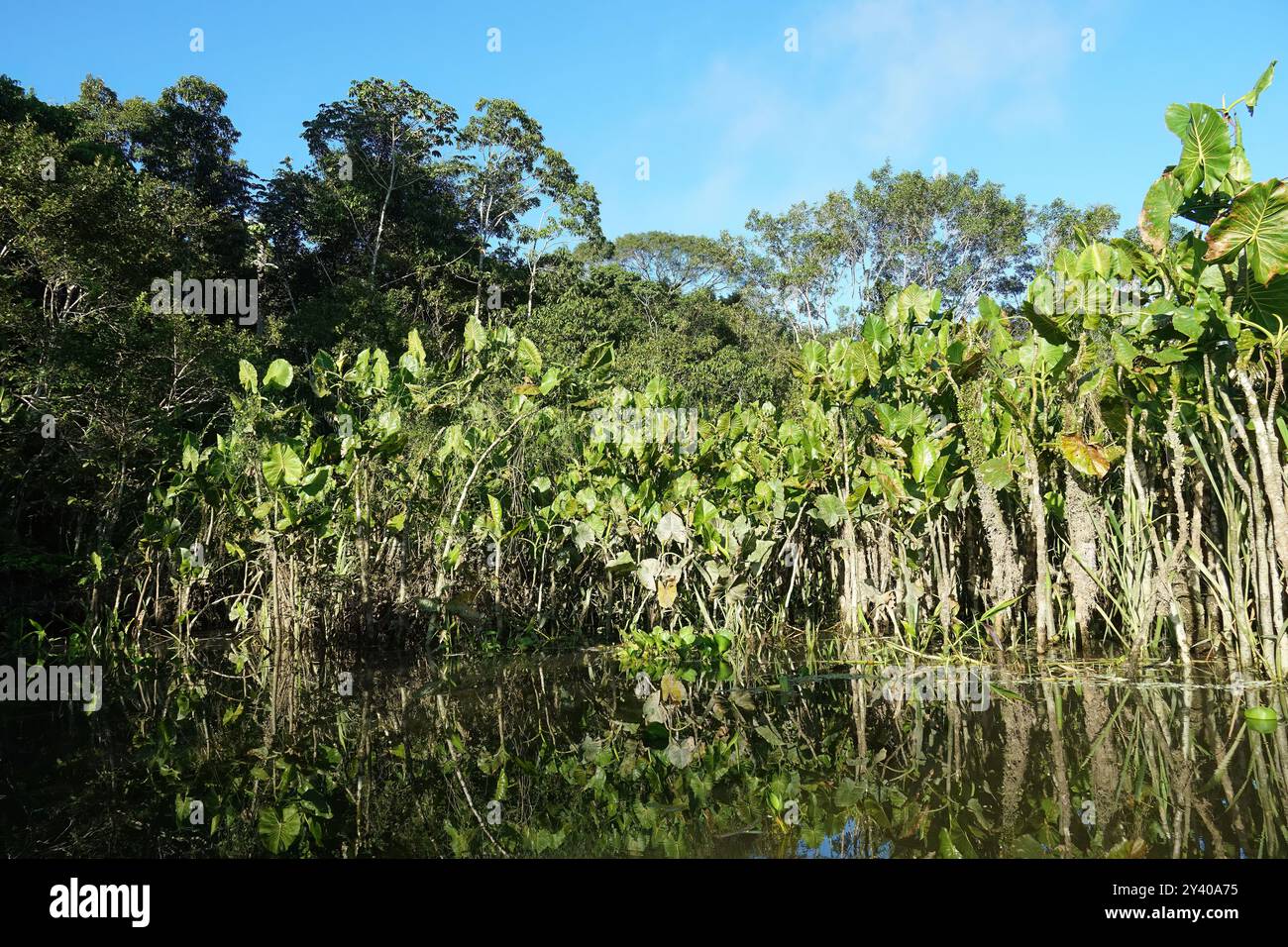 Amazon rainforest, Yasuní National Park, Ecuador, South America Stock ...