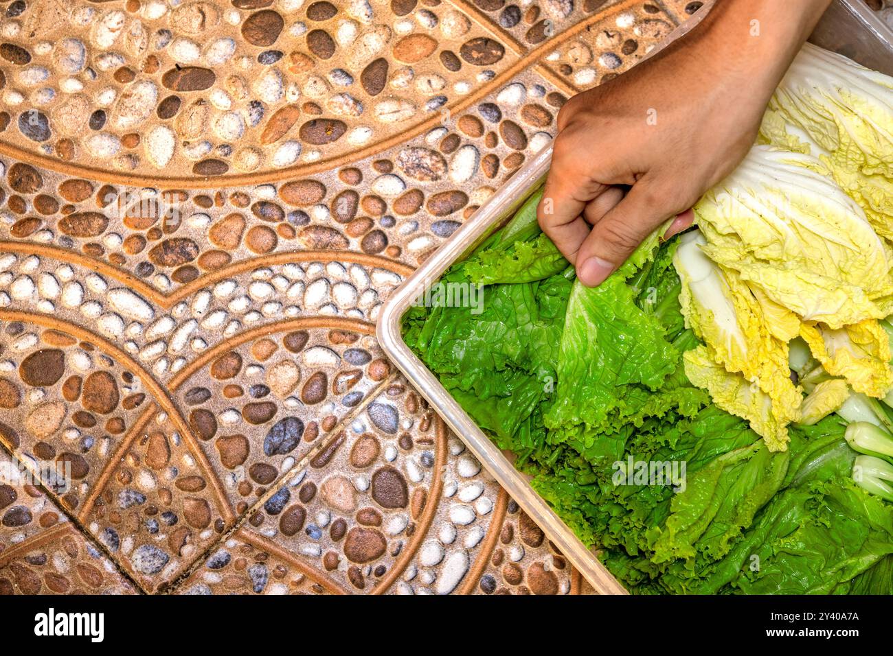 chinese cabbage in a horizontal position with the hand holding the ...