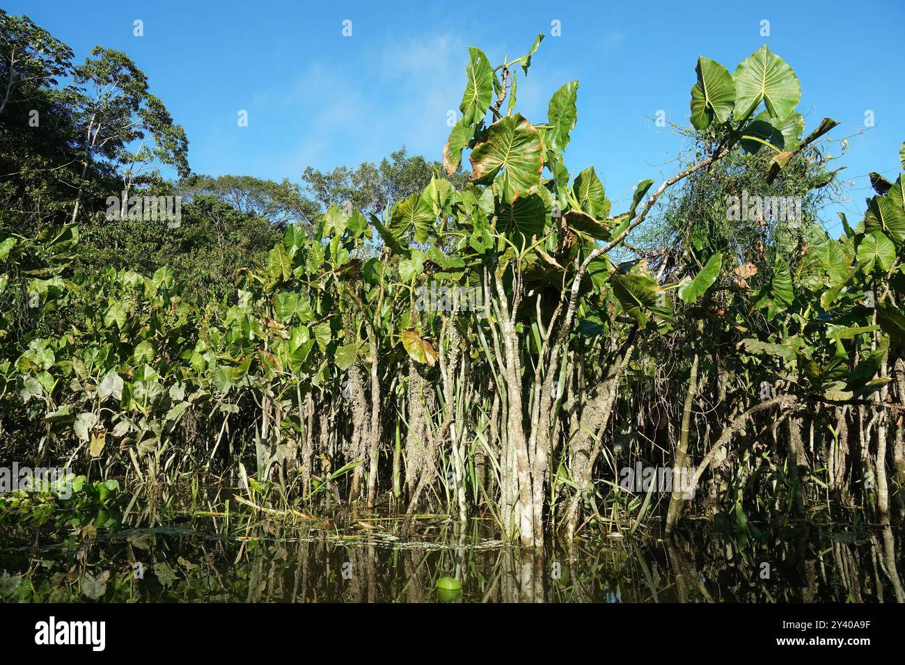 Amazon rainforest, Yasuní National Park, Ecuador, South America Stock ...