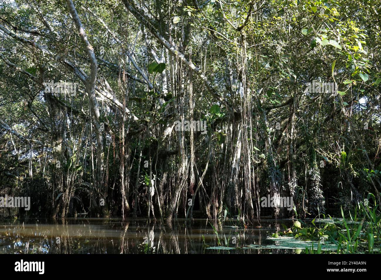 Amazon rainforest, Yasuní National Park, Ecuador, South America Stock ...
