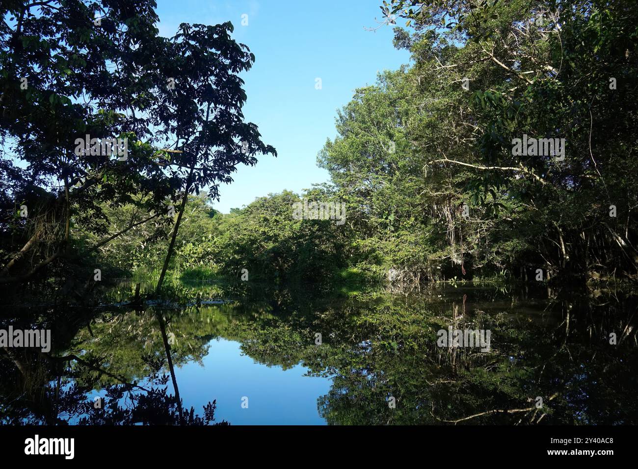 Amazon rainforest, Yasuní National Park, Ecuador, South America Stock ...