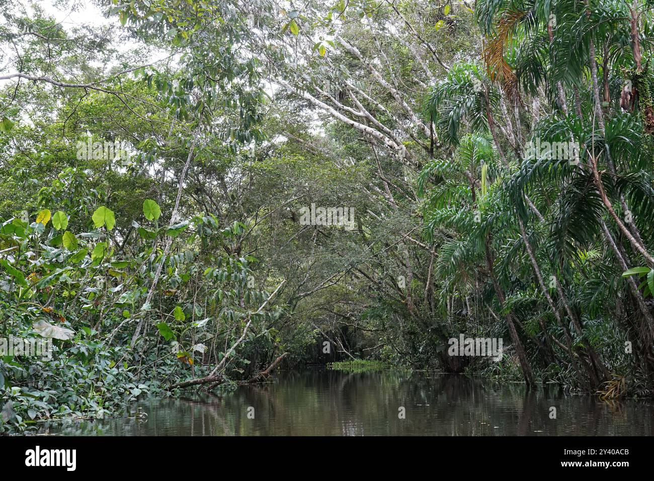 Amazon rainforest, Yasuní National Park, Ecuador, South America Stock ...