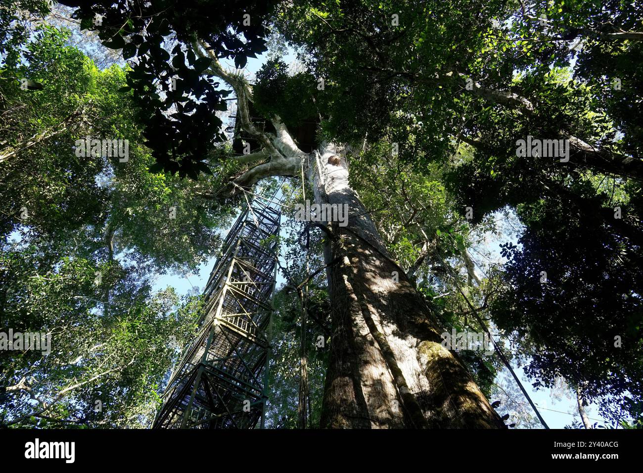 Amazon rainforest, Yasuní National Park, Ecuador, South America Stock ...