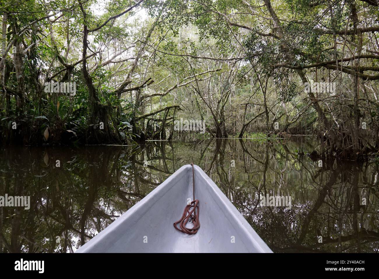 Amazon rainforest, Yasuní National Park, Ecuador, South America Stock ...