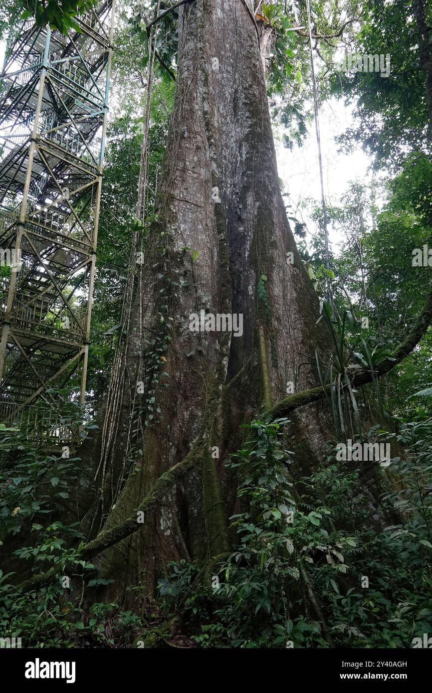 Amazon rainforest, Yasuní National Park, Ecuador, South America Stock ...