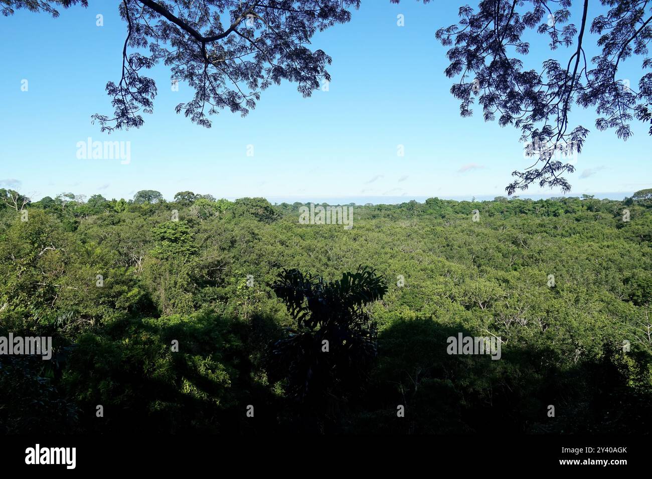 Amazon rainforest, Yasuní National Park, Ecuador, South America Stock ...
