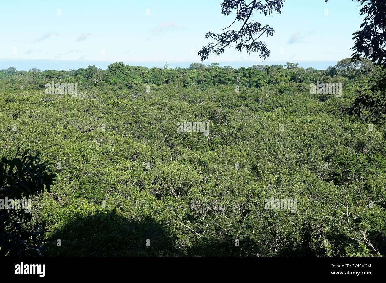 Amazon rainforest, Yasuní National Park, Ecuador, South America Stock ...