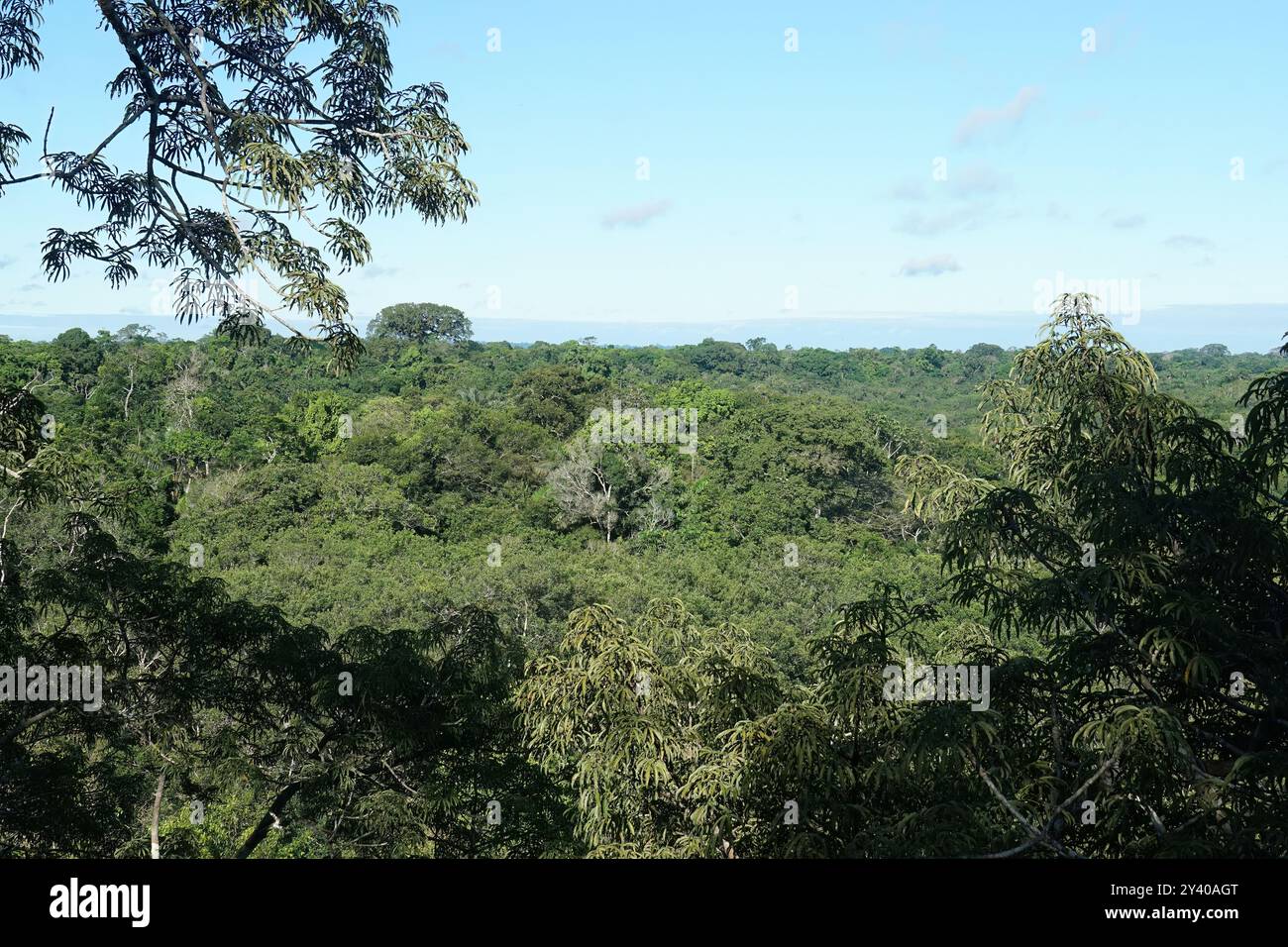 Amazon rainforest, Yasuní National Park, Ecuador, South America Stock ...