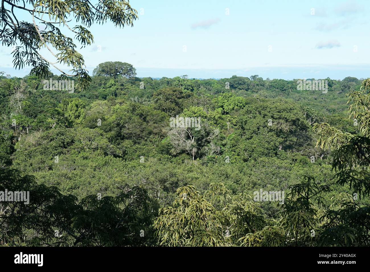 Amazon rainforest, Yasuní National Park, Ecuador, South America Stock ...