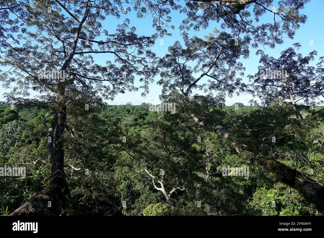 Amazon rainforest, Yasuní National Park, Ecuador, South America Stock ...