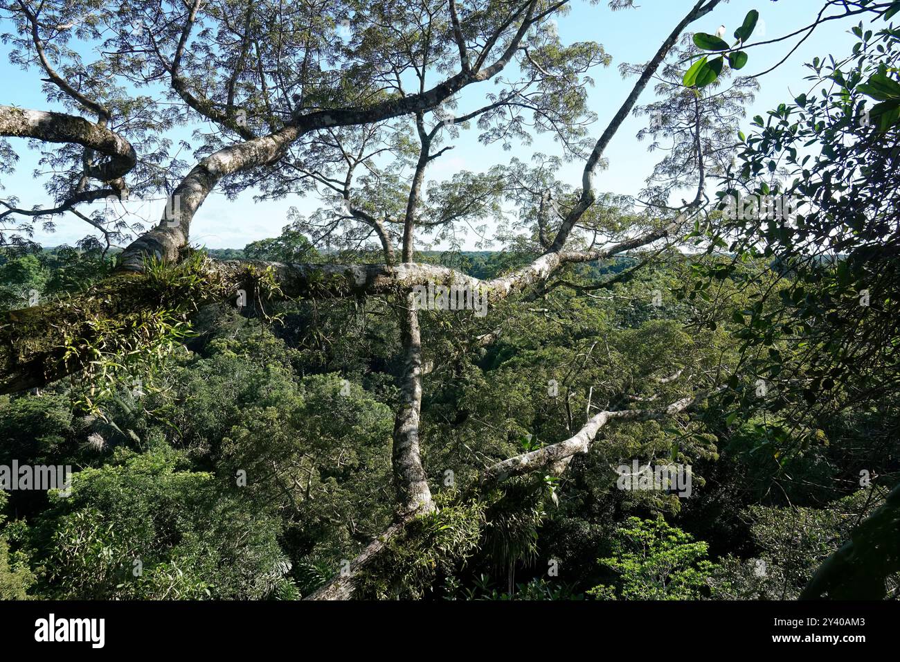 Amazon rainforest, Yasuní National Park, Ecuador, South America Stock ...