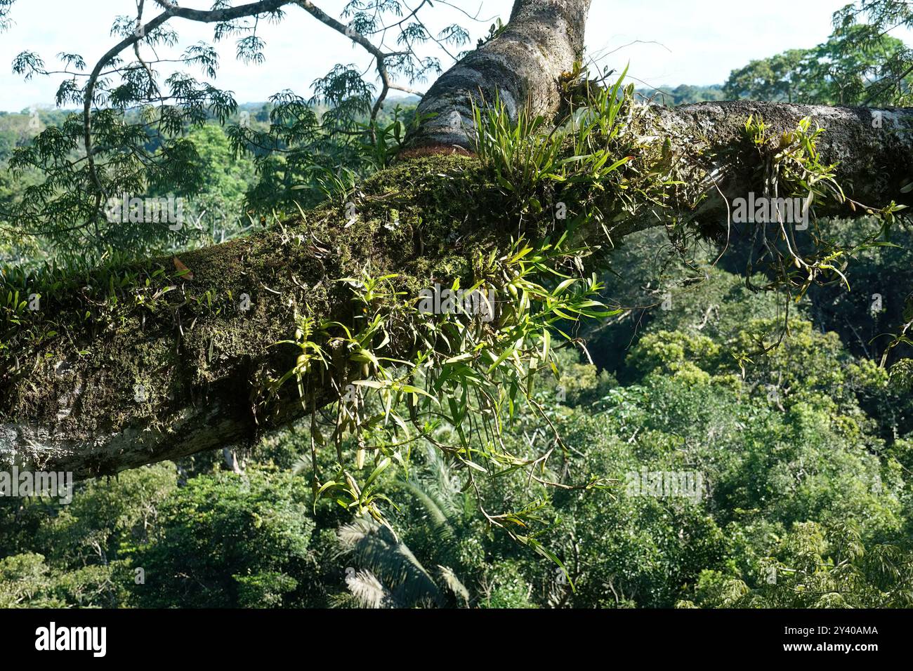 Amazon rainforest, Yasuní National Park, Ecuador, South America Stock ...