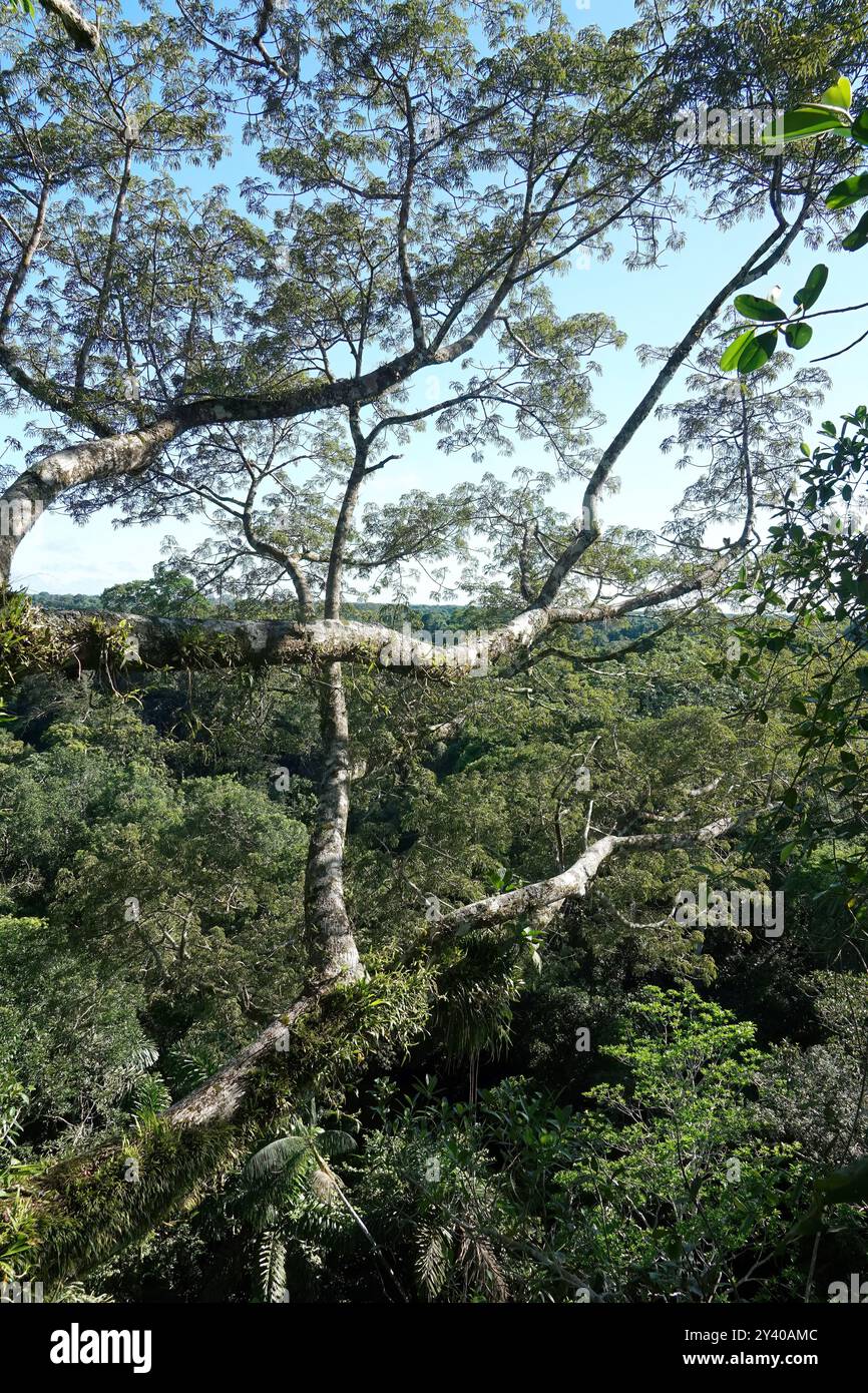Amazon rainforest, Yasuní National Park, Ecuador, South America Stock ...