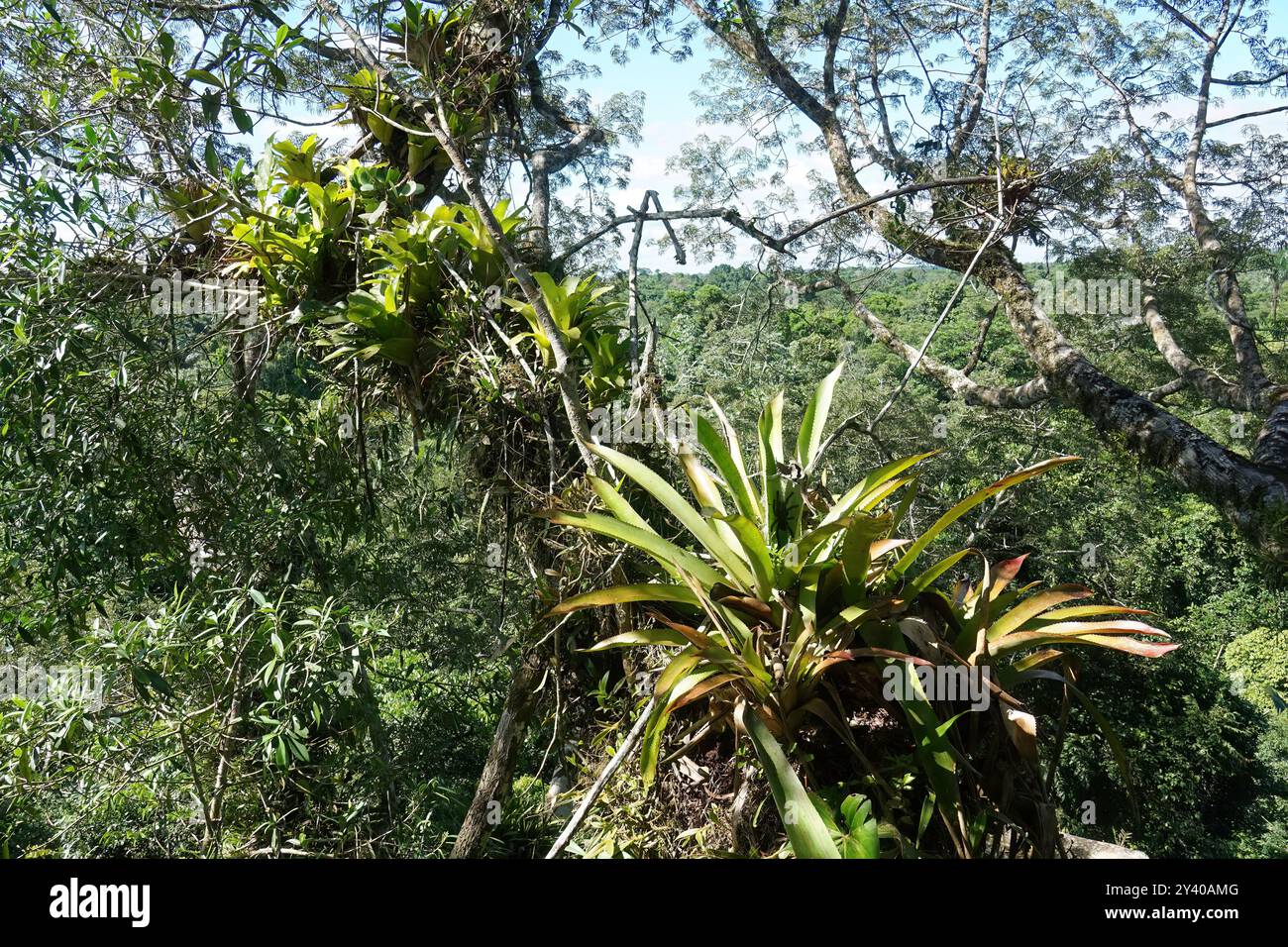 Amazon rainforest, Yasuní National Park, Ecuador, South America Stock ...