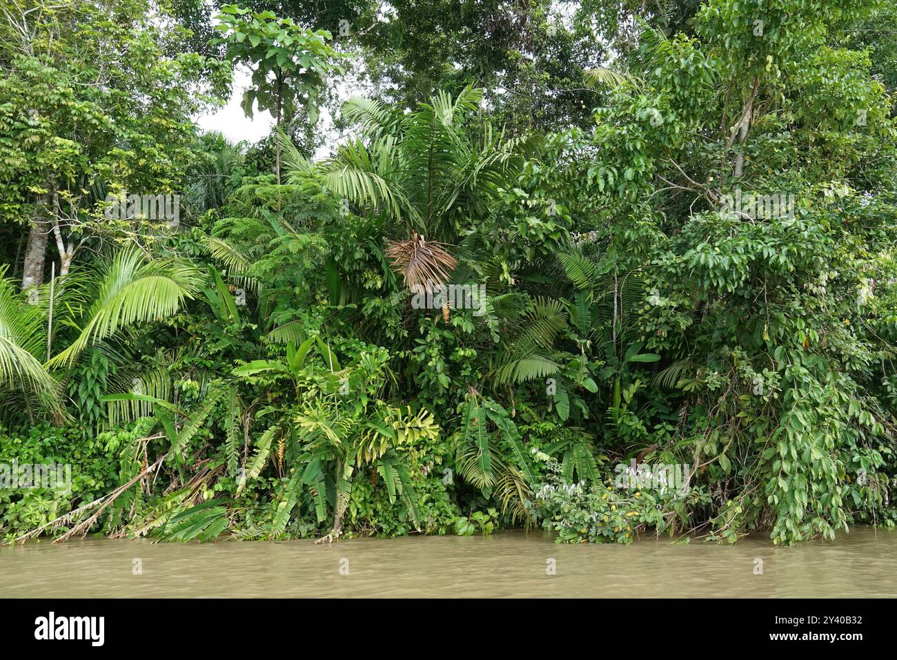 Amazon rainforest, Yasuní National Park, Ecuador, South America Stock ...
