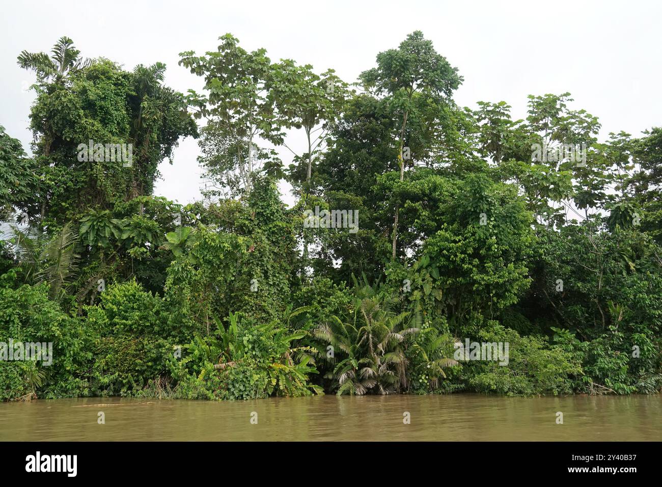 Amazon rainforest, Yasuní National Park, Ecuador, South America Stock ...