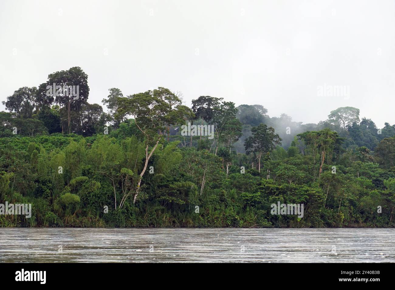 Amazon rainforest, Yasuní National Park, Ecuador, South America Stock ...
