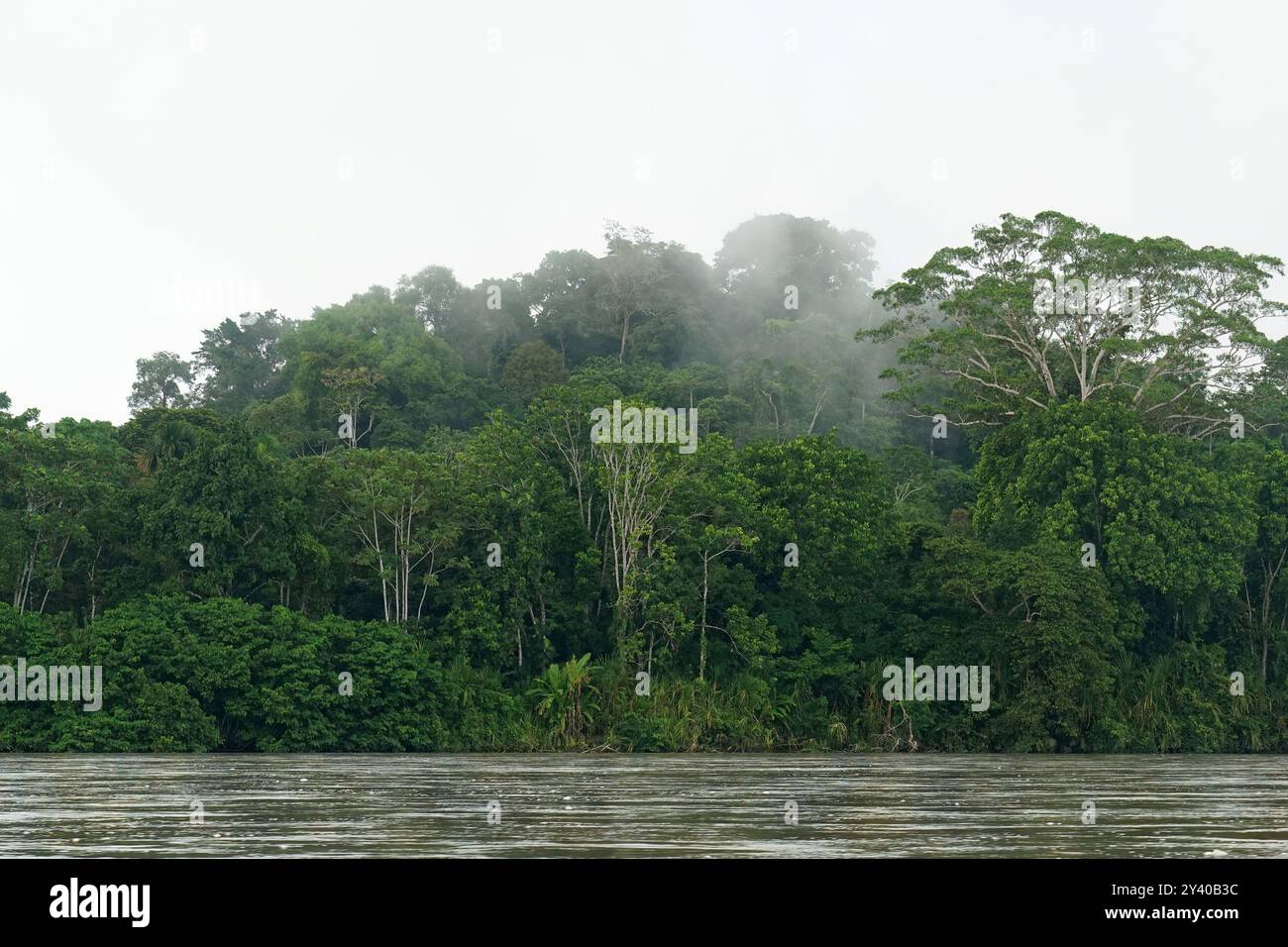 Amazon rainforest, Yasuní National Park, Ecuador, South America Stock ...