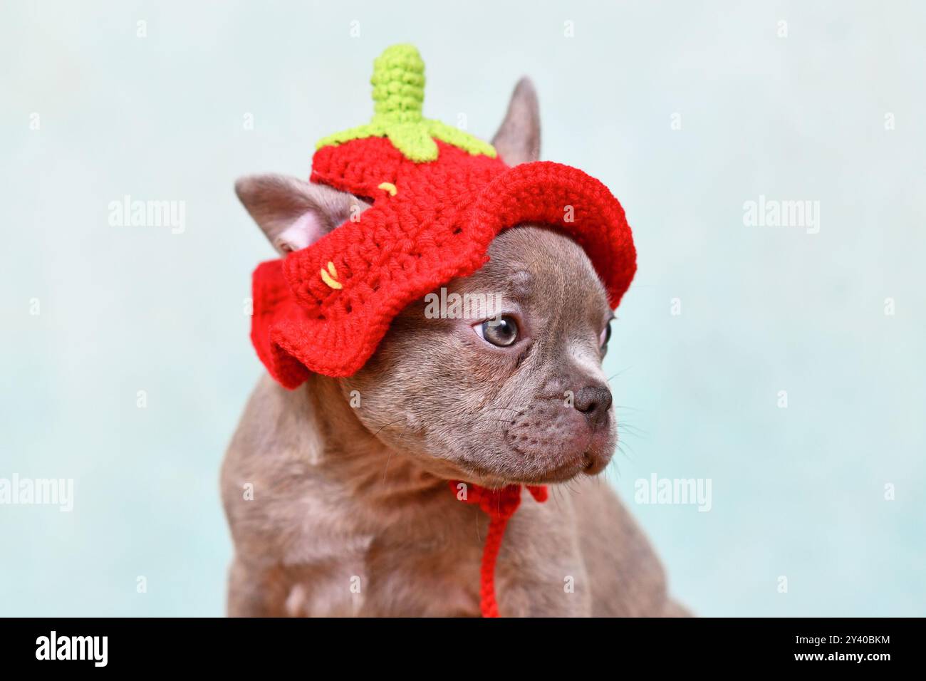 Cute young Lilac Brindle French Bulldog dog puppy with knitted ...