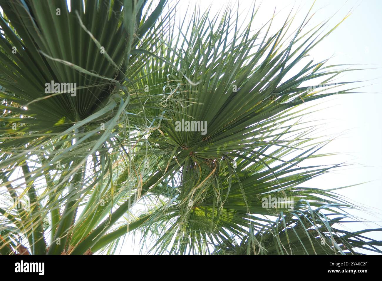 The Arecaceae is a family of perennial, flowering plants in the monocot ...