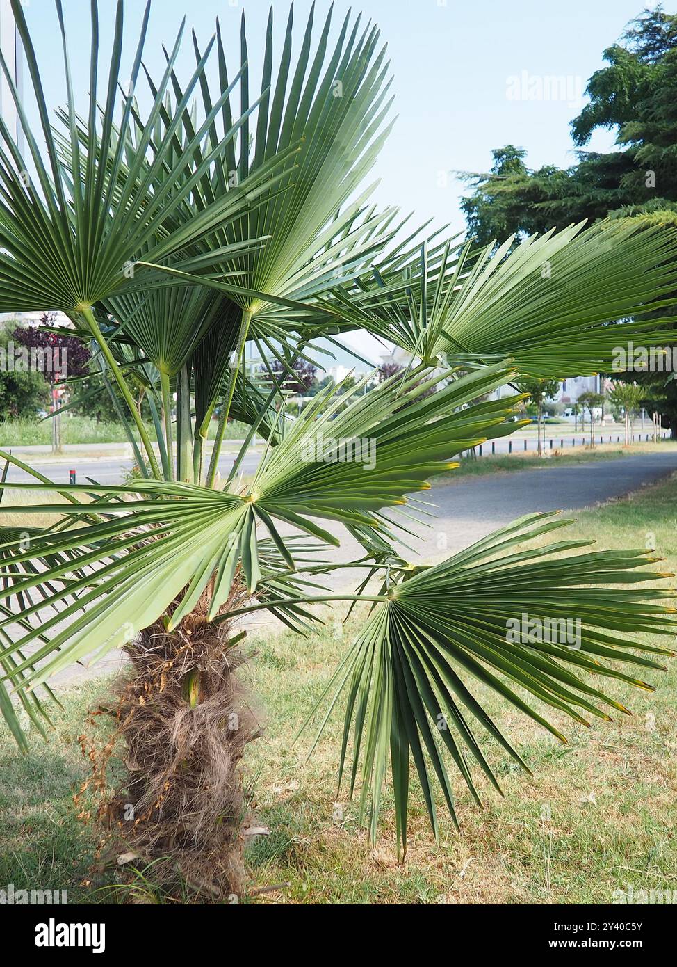 The Arecaceae is a family of perennial, flowering plants in the monocot ...