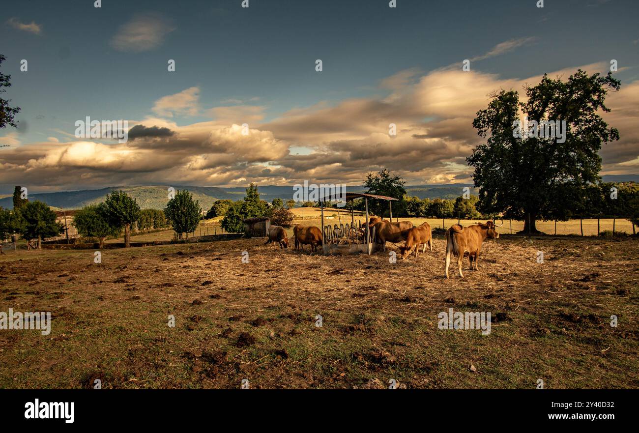 Outdoor cattle farming Stock Photo - Alamy