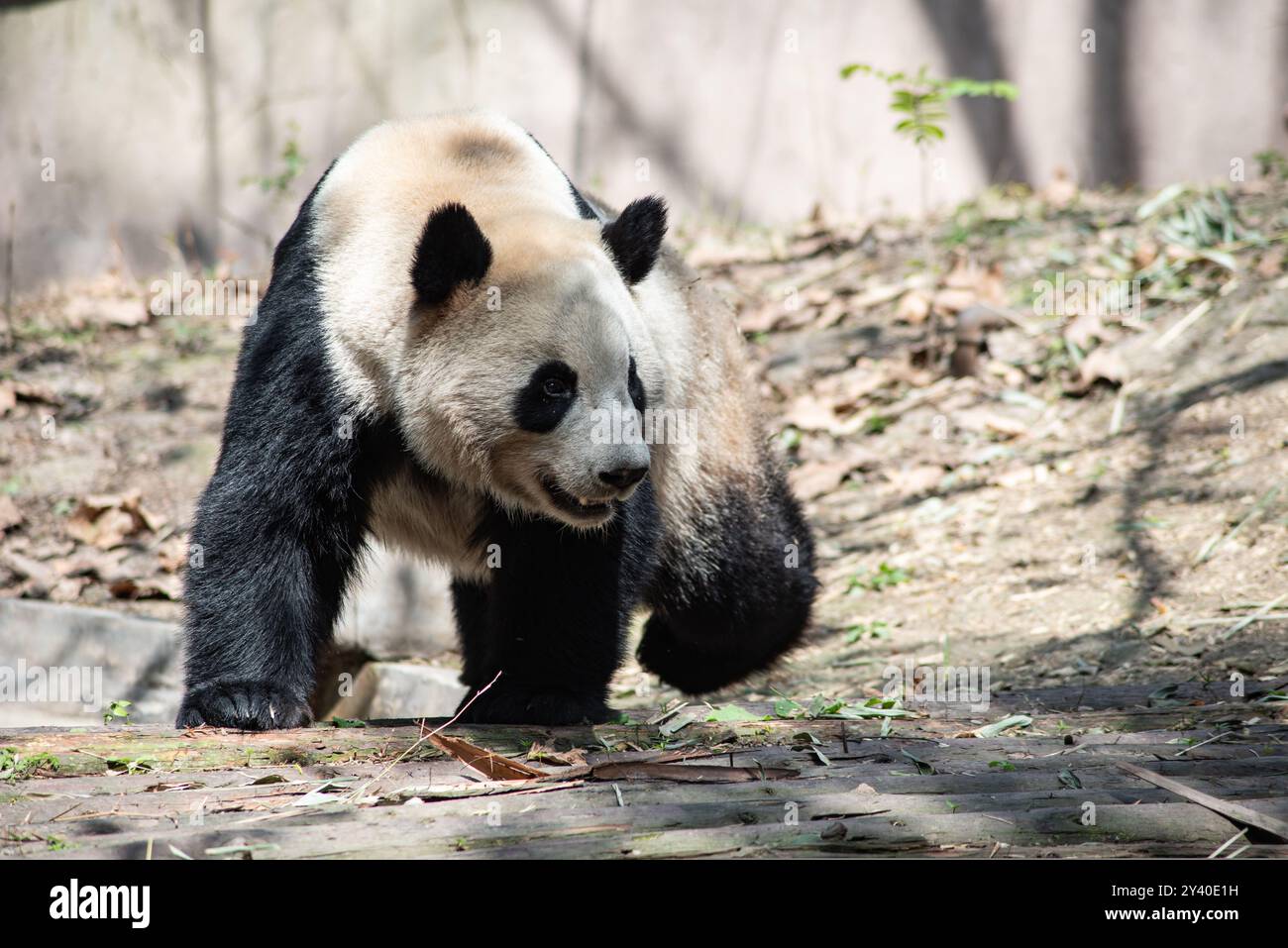 Powerful creature hi-res stock photography and images - Alamy