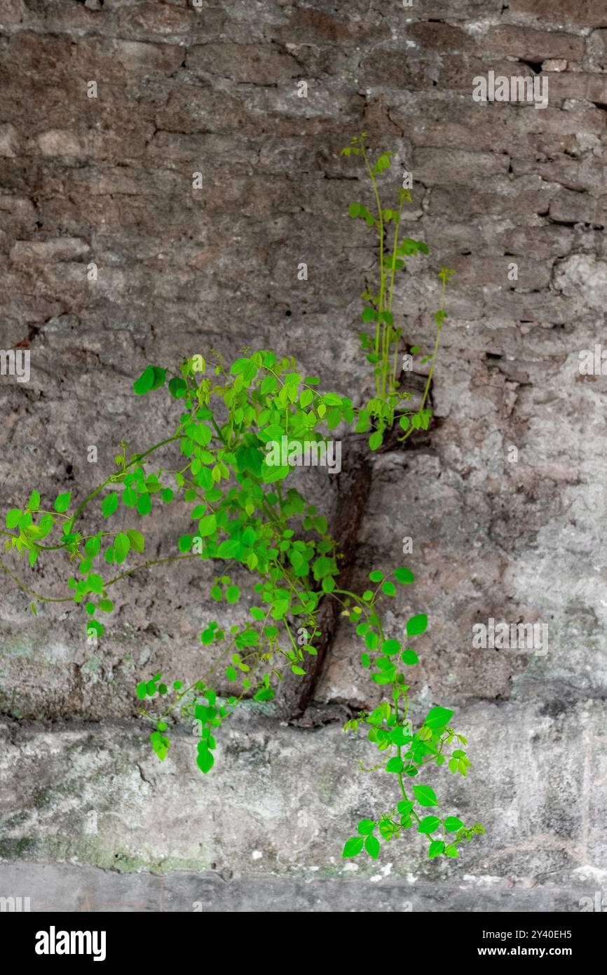 Tree growing through building in hi-res stock photography and images ...