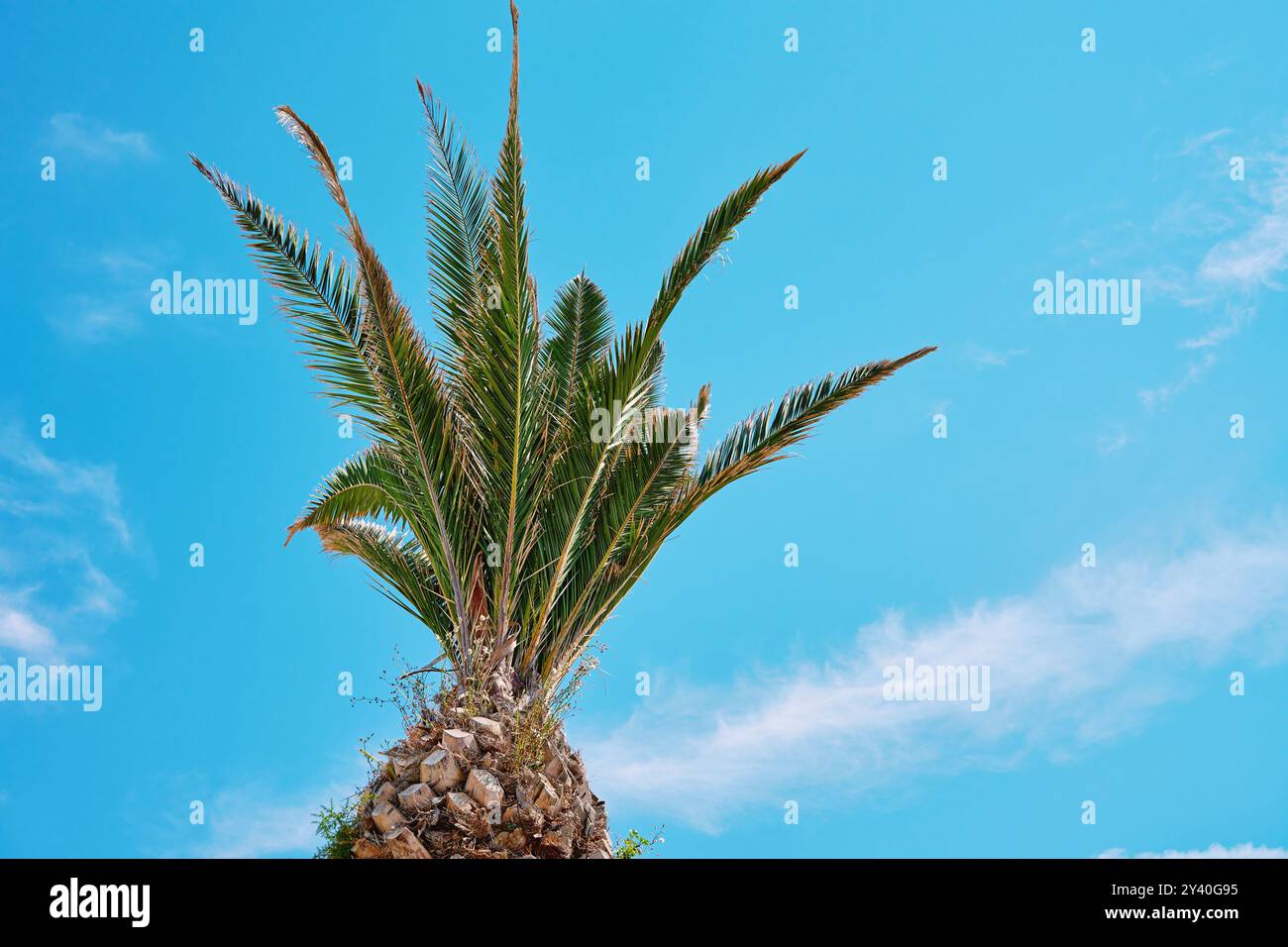 Upward view of palm tree with its fronds spreading out against clear ...