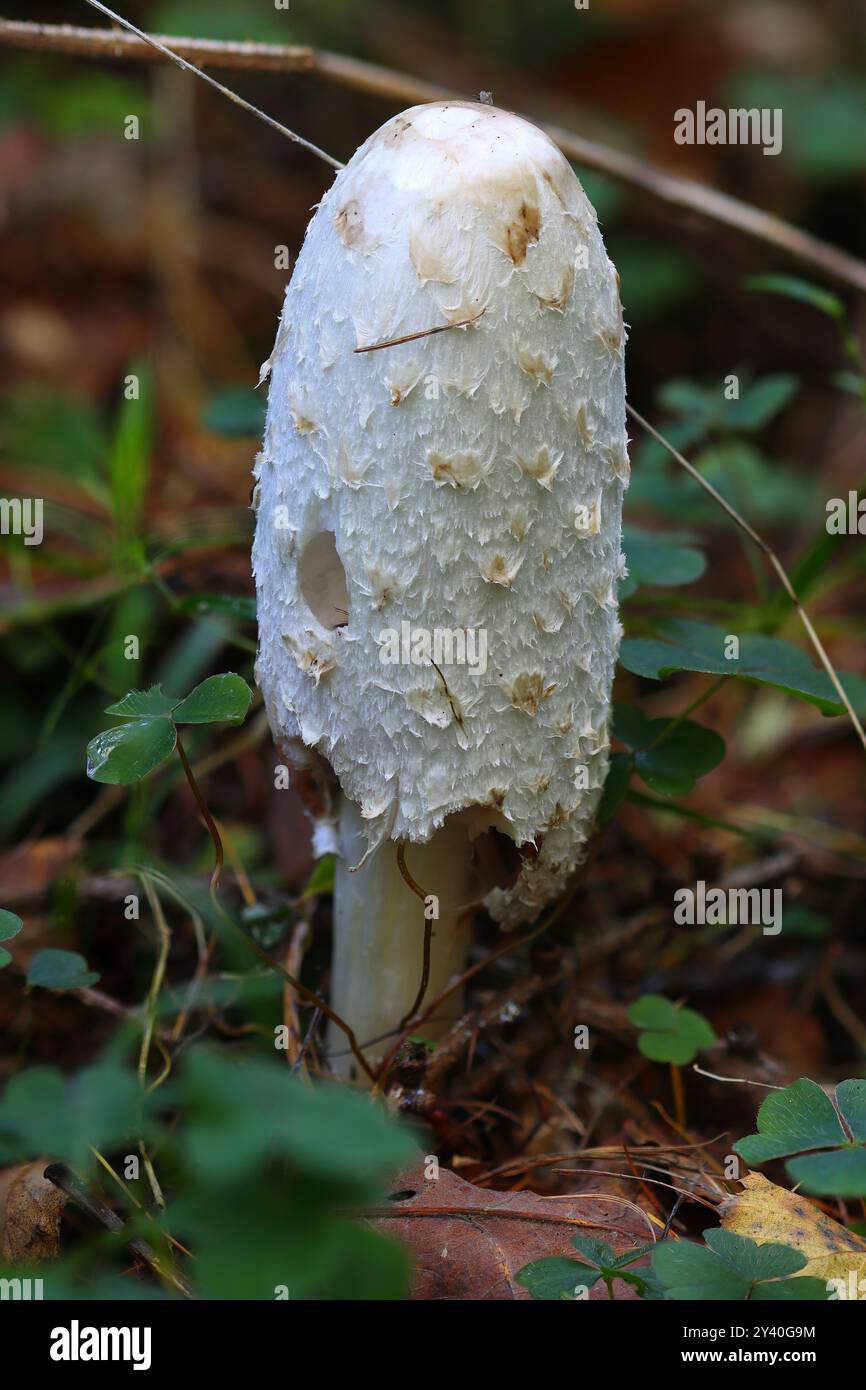 Shaggy Ink Cap fungi growing in a forest, Hamsterley Forest, County ...