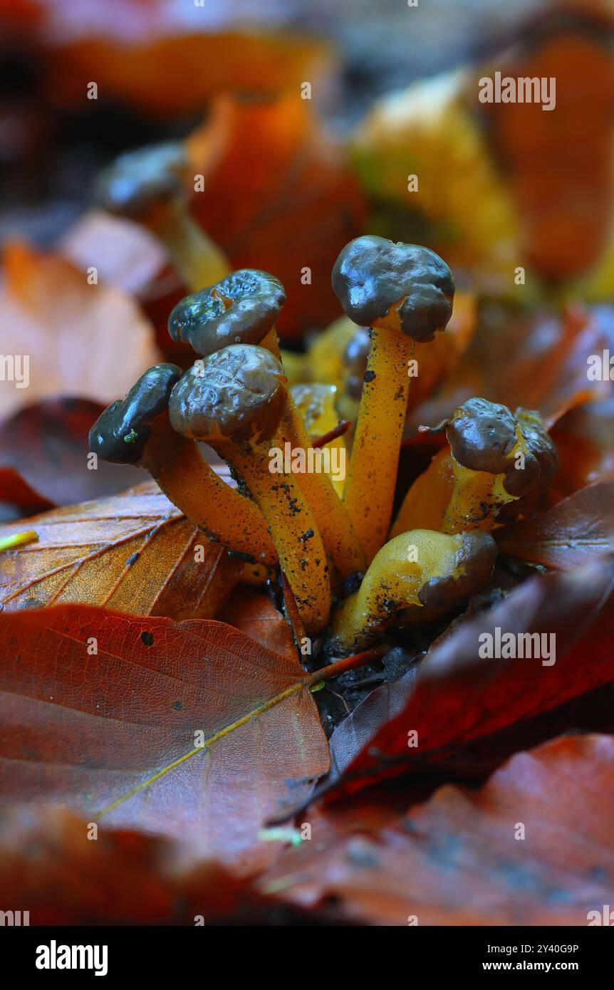 Leotiaceae fungi growing on a forest floor surounded by dead leaves ...