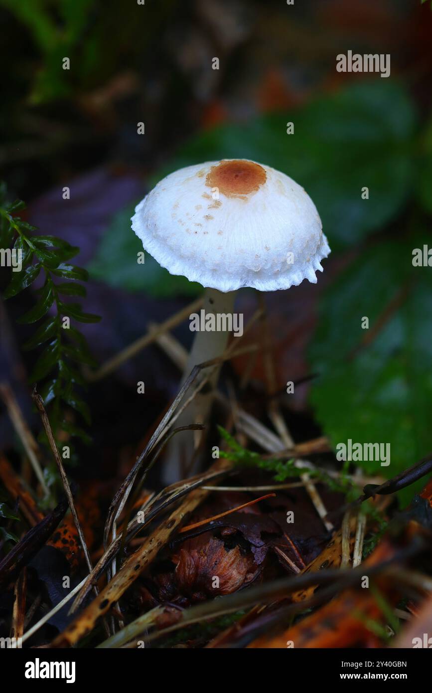 Fungi parasol mushroom england hi-res stock photography and images - Alamy