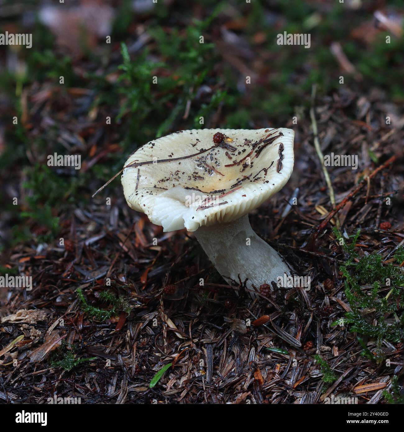 Common Yellow Russula mushroom growing on a forest floor. Hamsterley ...
