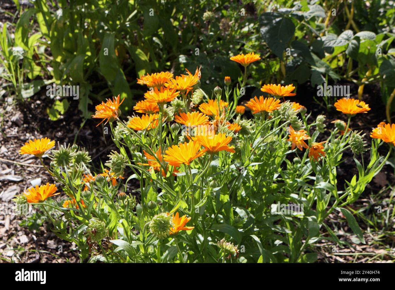 Pot Marigold flowers in bloom Calendula Officinalis growing in ...
