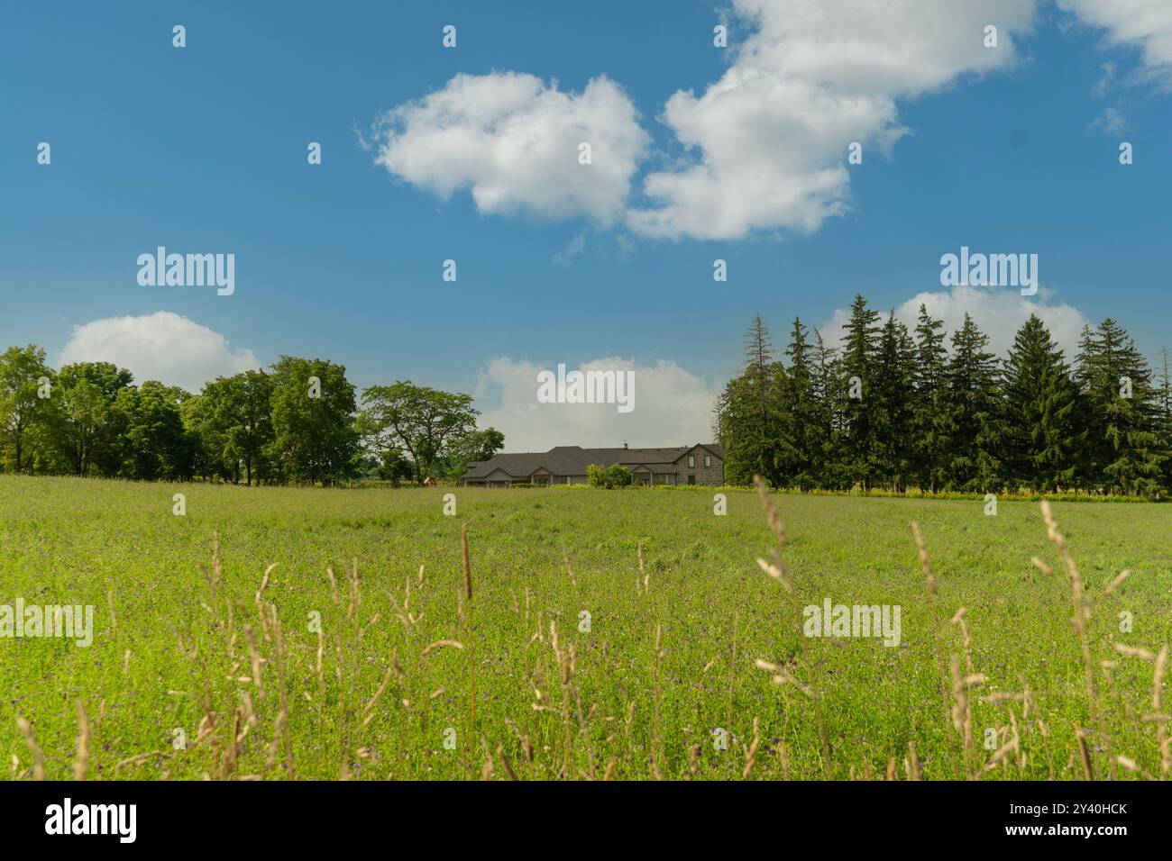 Under a blue, September sky with white clouds stands a farm on the edge ...