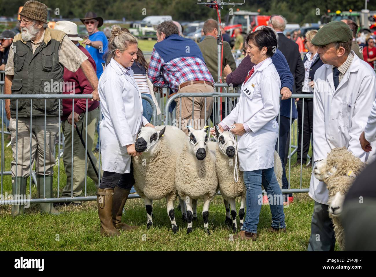 Group of three Kerry Hill sheep being displayed in the judging arena at ...